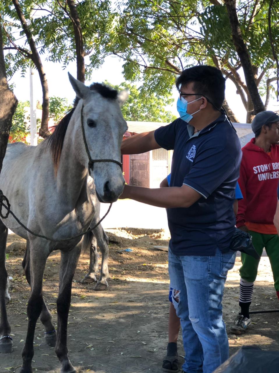 Home | Global Strays