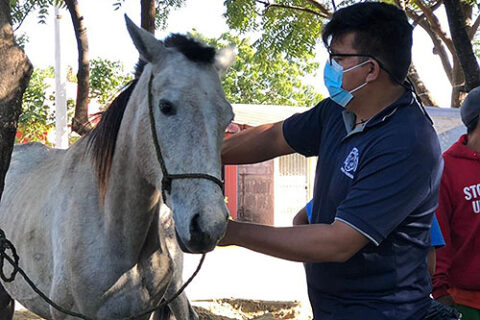 Home | Global Strays